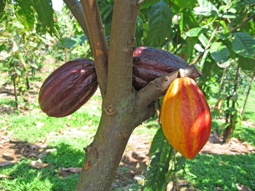 Abc Economía Crece La Producción Cacaotera En Antioquia