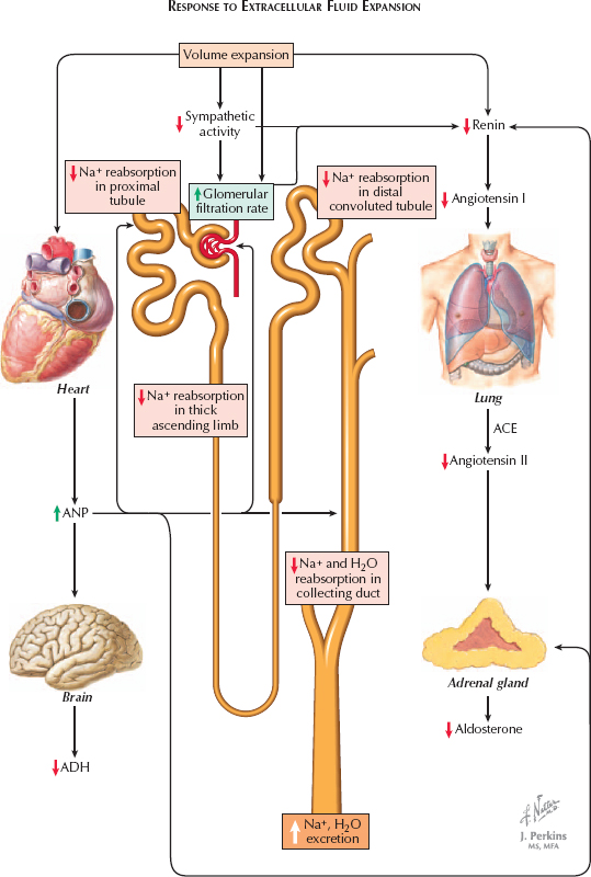 Renal Handling Of Sodium And Chloride Response To Extracellular Fluid