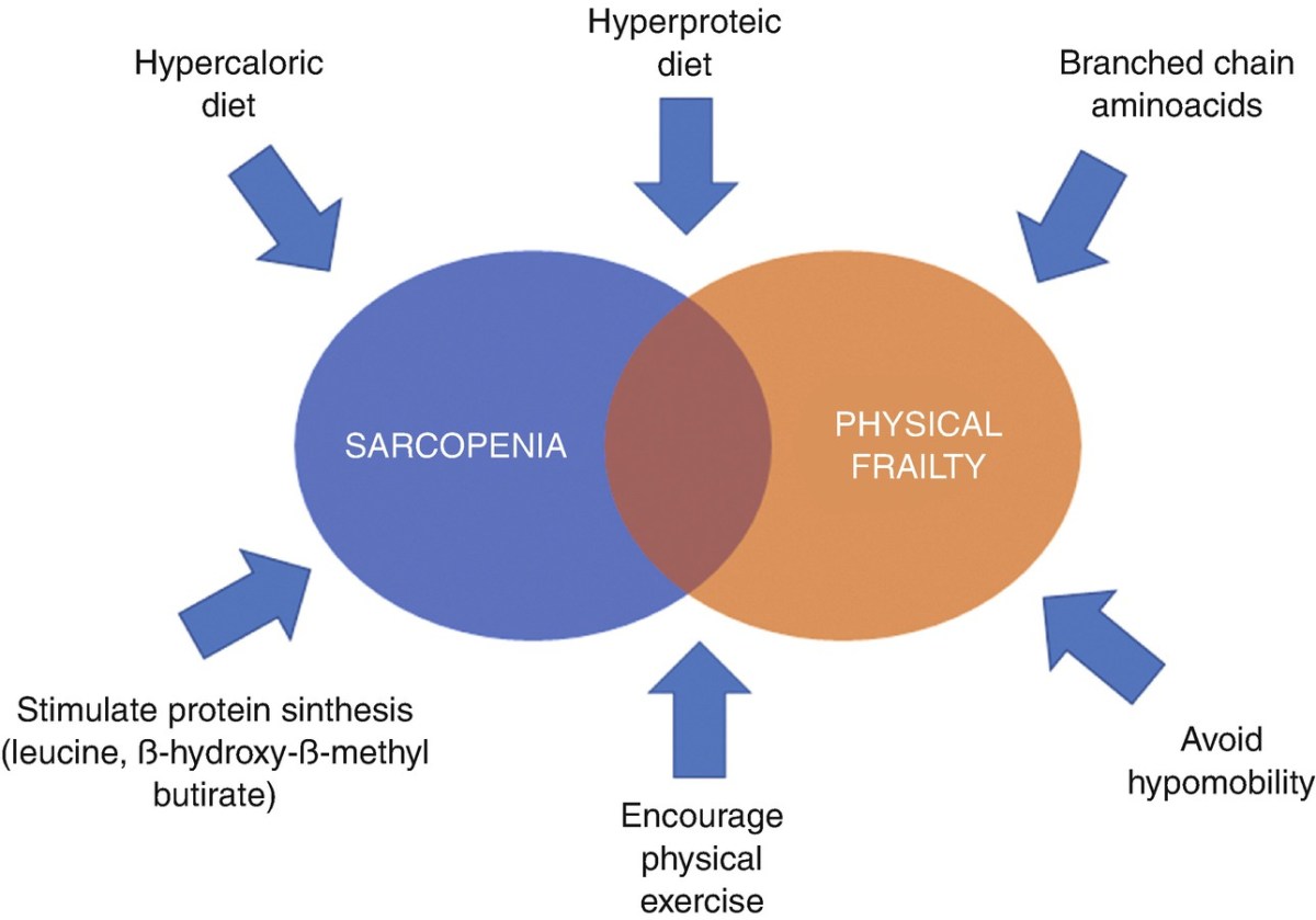 Therapy In The Management Of Physical Frailty And Sarcopenia