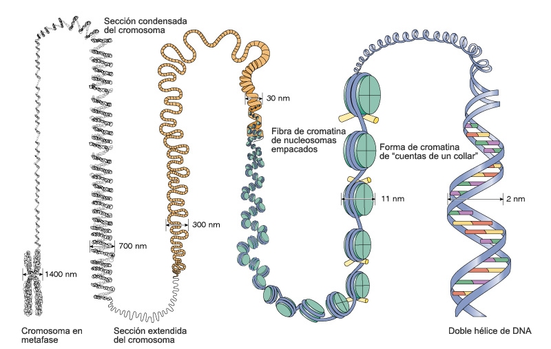 Cromatina Afán Por Saber