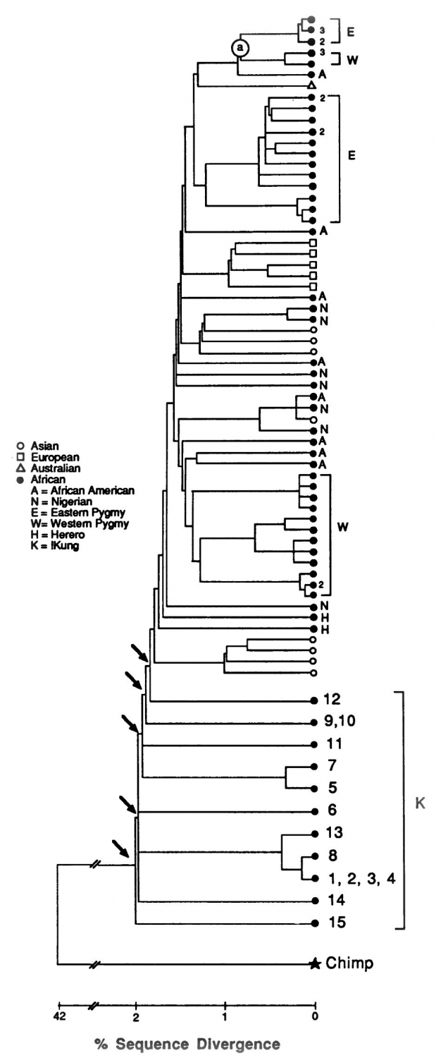 Arbol Genealogico Afán Por Saber