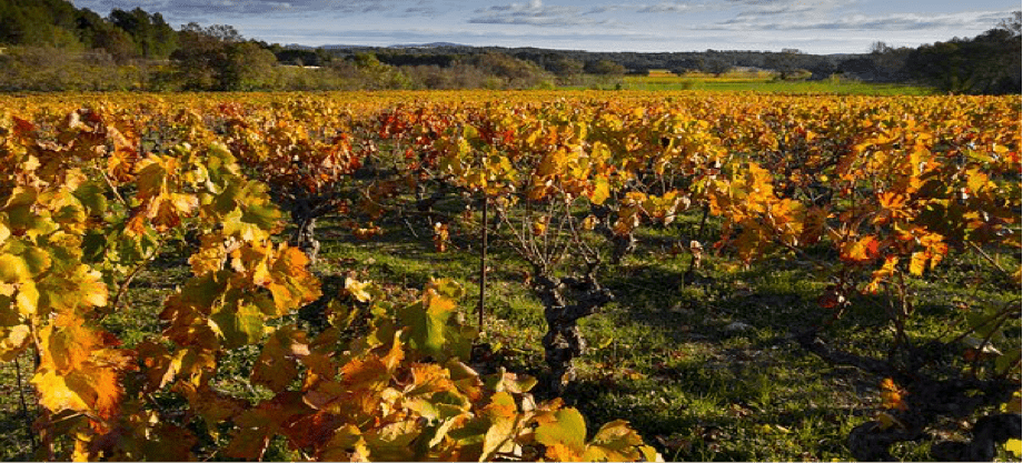 Denominación De Origen Navarra Zona Y Características Del Vino Agualuna