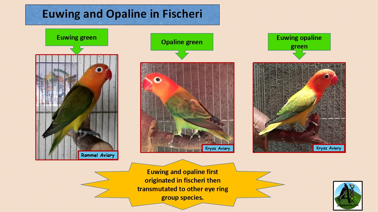 View 24 Mutation Types Of Lovebirds Chart Prestscomauesz