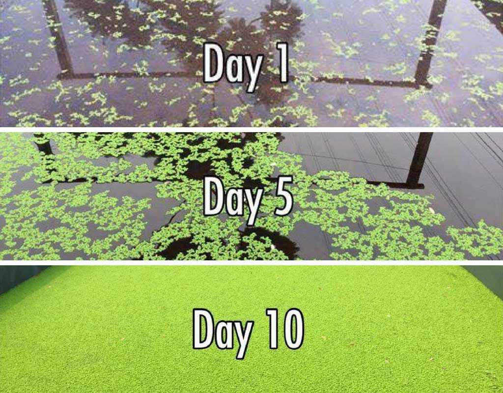 Azolla Cultivation Guide Rich Proteins Feed For Cattle Poultry Fish