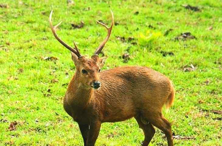 Hewan Rusa Taksonomi Morfologi Habitat Kelangkaan Dan Fakta