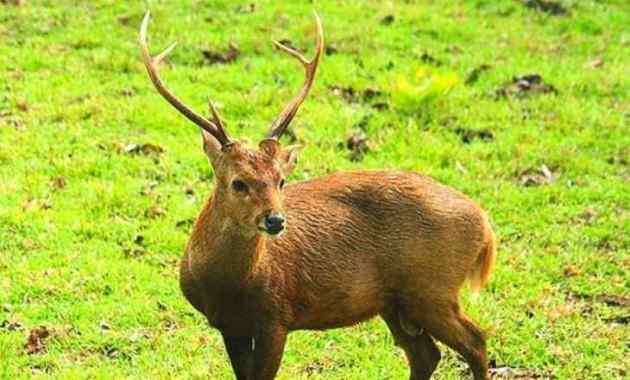 Hewan Rusa Taksonomi Morfologi Habitat Kelangkaan Dan Fakta