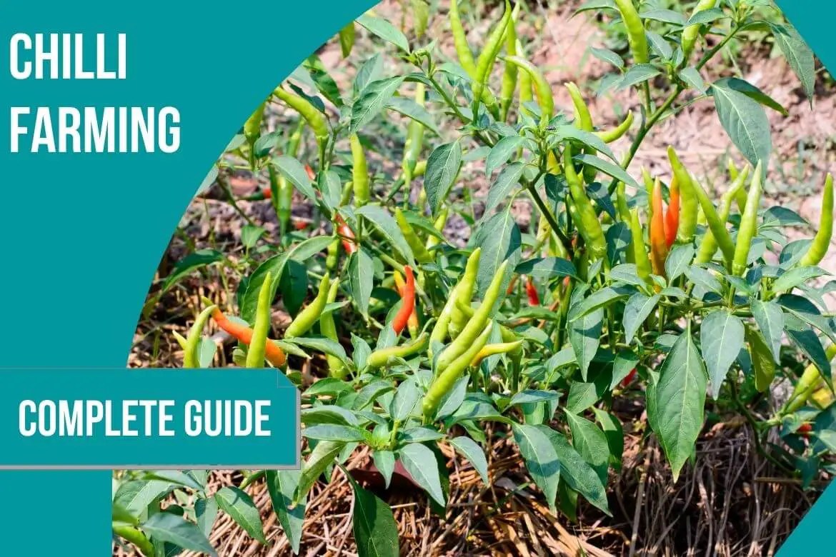 Complete Guide To Chilli Farming