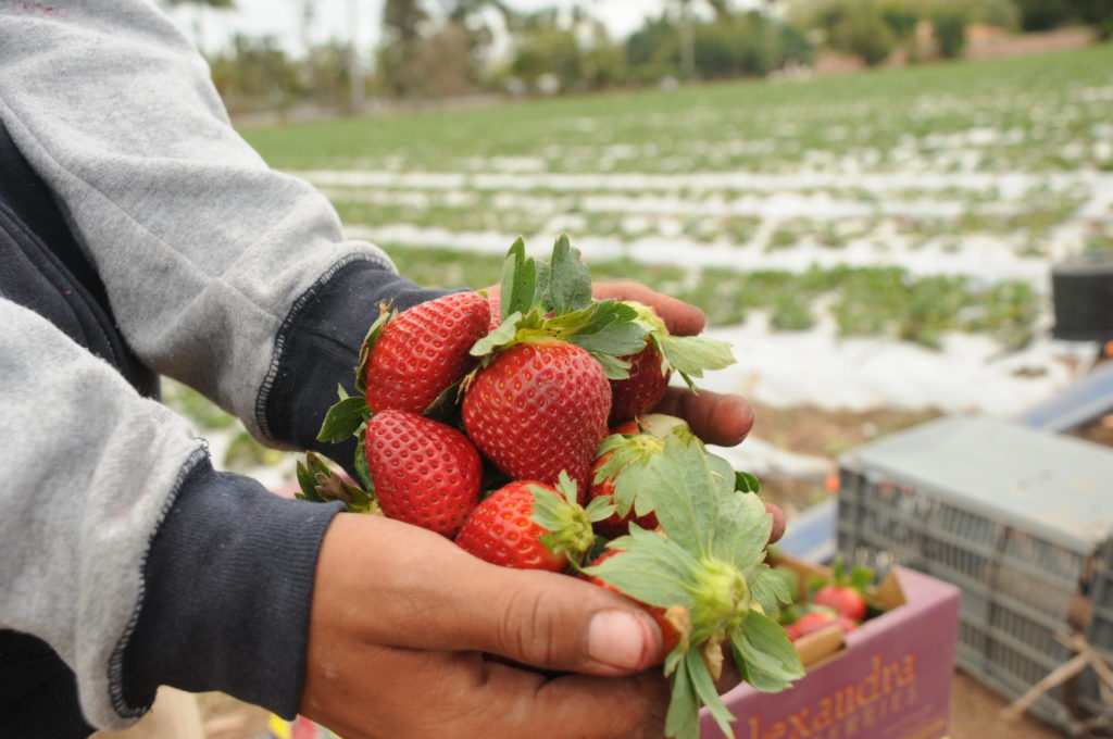 Arranca El Cultivo De La Fresa En La Región Norte De Sinaloa Agronoticias