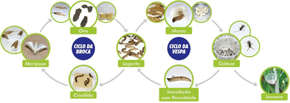 Tudo Sobre O Controle Biológico Da Broca Da Cana De Açúcar