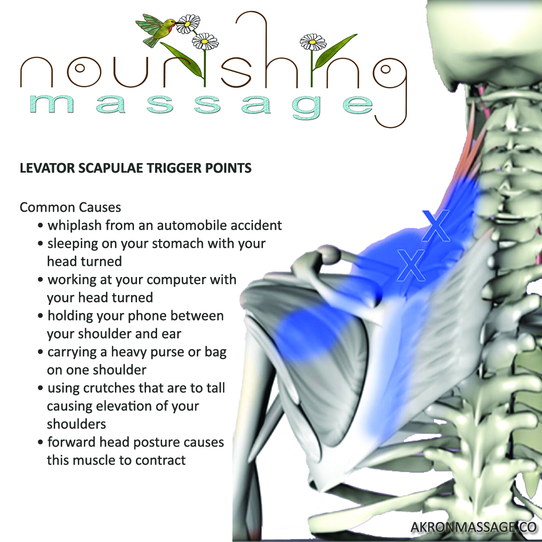 Levator Scapulae Trigger Point Release And Stretch Nourishing Massage