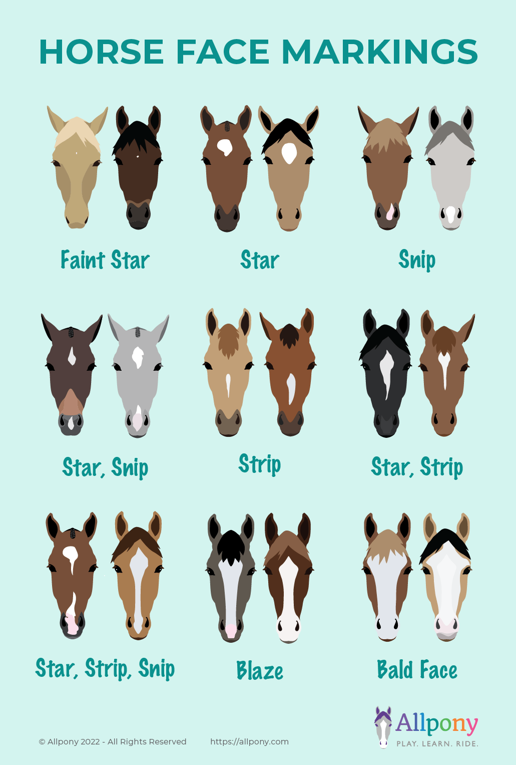 Learn Horse Face And Leg Markings Other Markings And Fun Quizzes