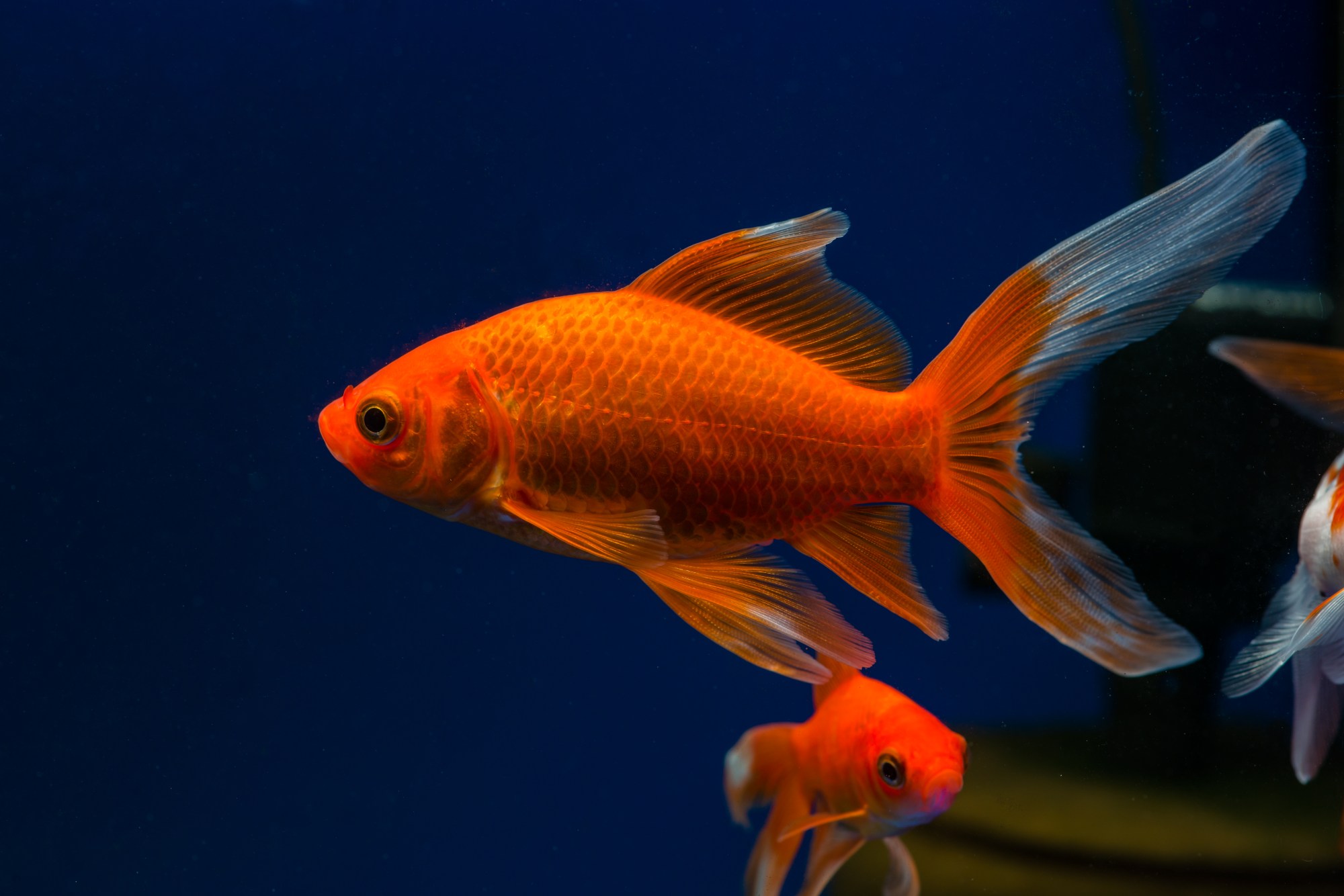 Comet Goldfish The Care Feeding And Breeding Of Comet Goldfish