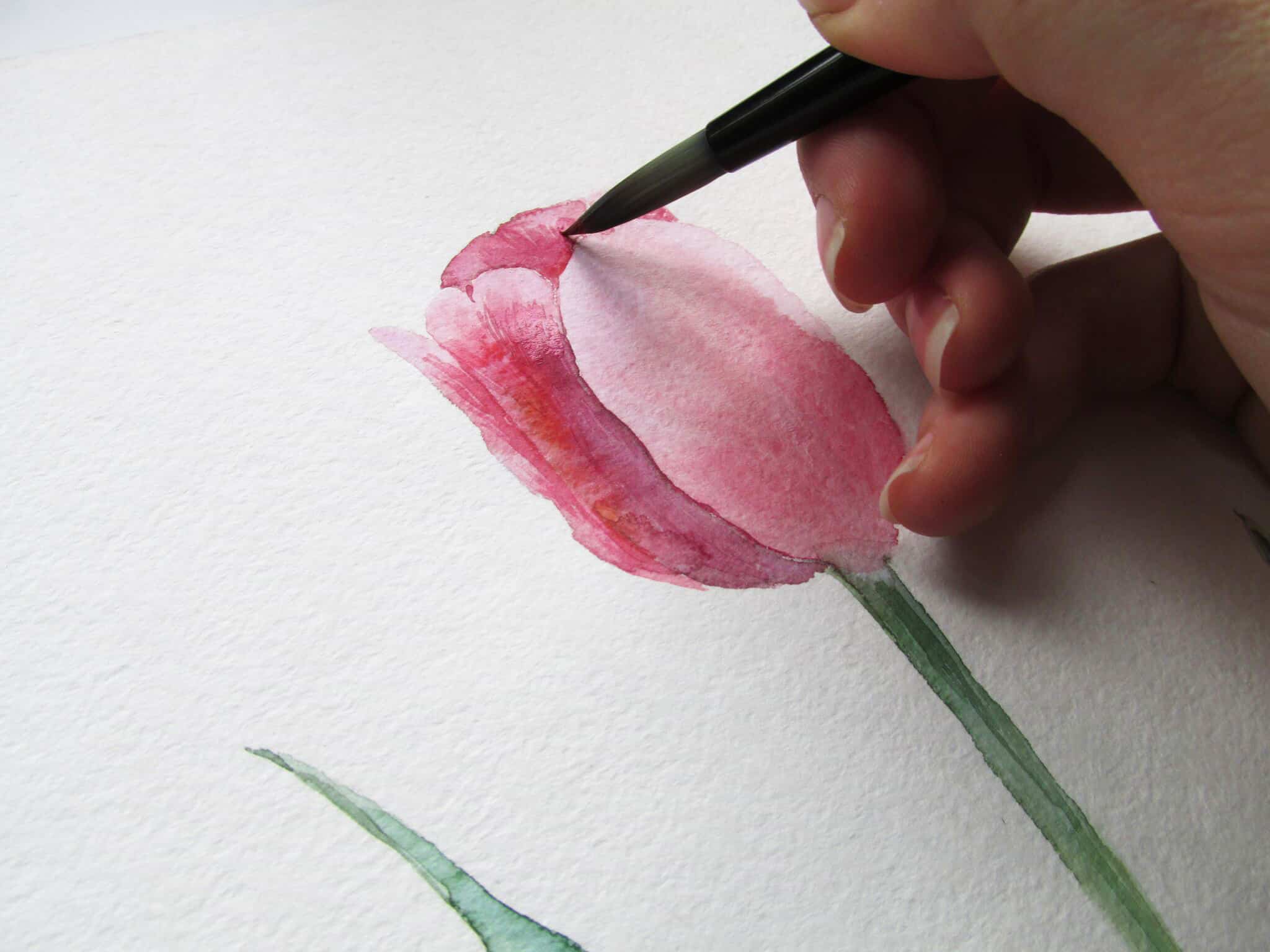 Learn How To Paint Tulips In Watercolor Step By Step For Beginners