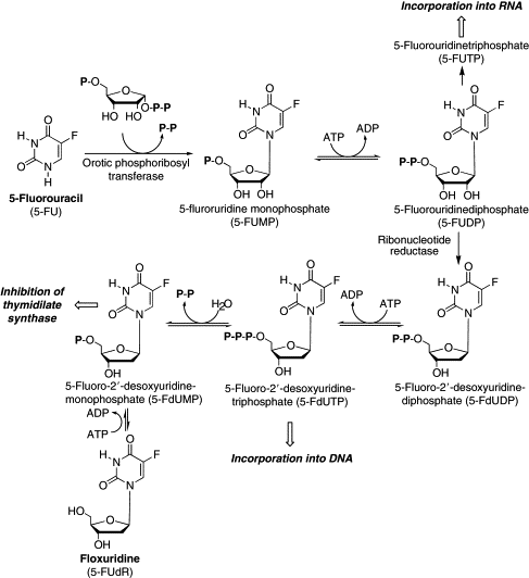 Thymidine Monophosphate An Overview 2023