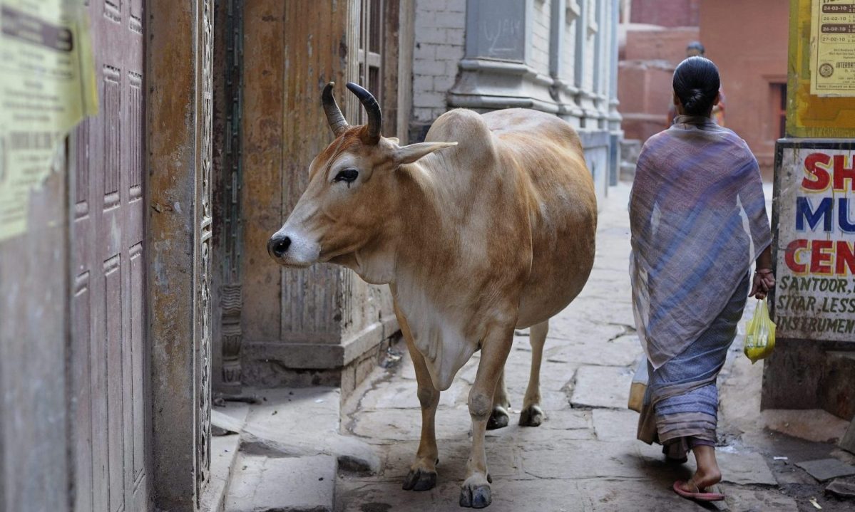 Uttar Pradesh Tackles Stray Cattle Ahead Of Polls Asia Times