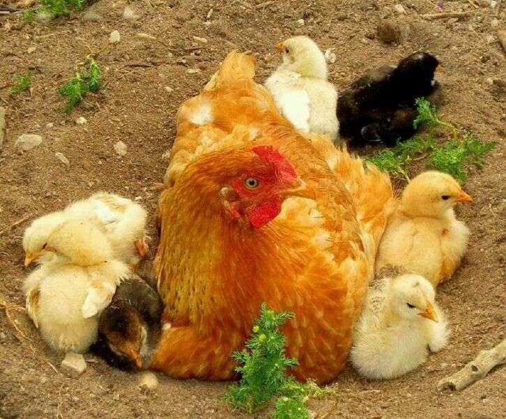 La Mama Gallina Y Sus Pollitos Gallina Y Sus Pollitos Imagui Aniyah