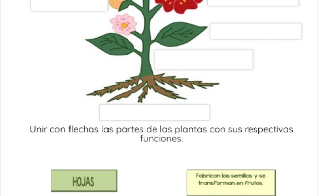 Plantas Fichas Interactivas Y Ejercicios Online Topwo