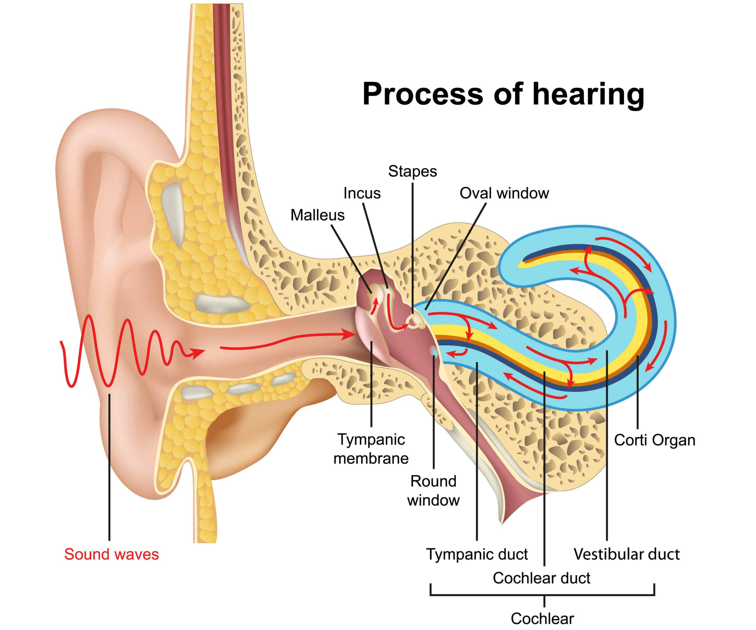 Learn How Hearing Works In The Ear In The Ear Audiocardio Sound Therapy