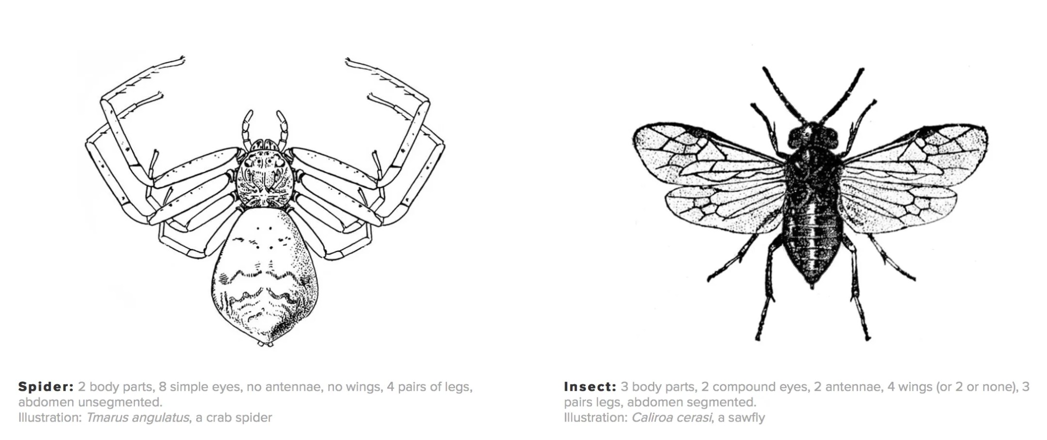 Debunking Myths About Spiders With Burke Museums Rod Crawford A Way