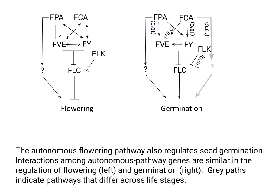 The Autonomous Flowering Time Pathway Pleiotropically Regulates Seed