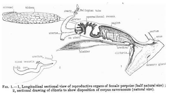 Whale Vaginas Are Amazing Boing Boing