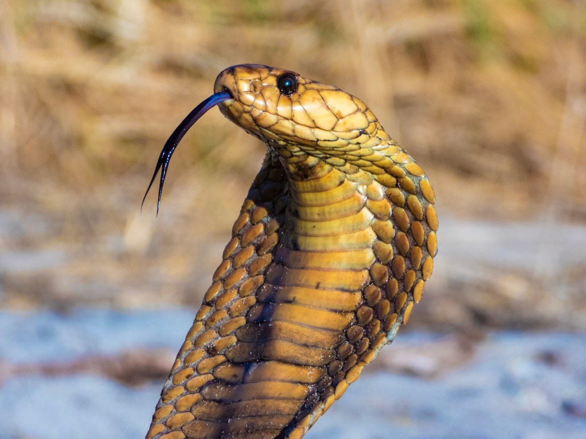 Pilot Makes Emergency Landing After He Finds A Slithering Cobra Under