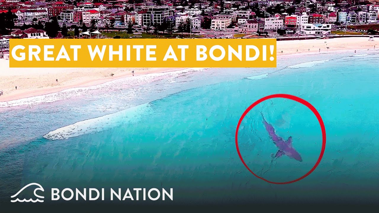 Great White Shark At Bondi Beach Spotted By Drone Bondi Tv