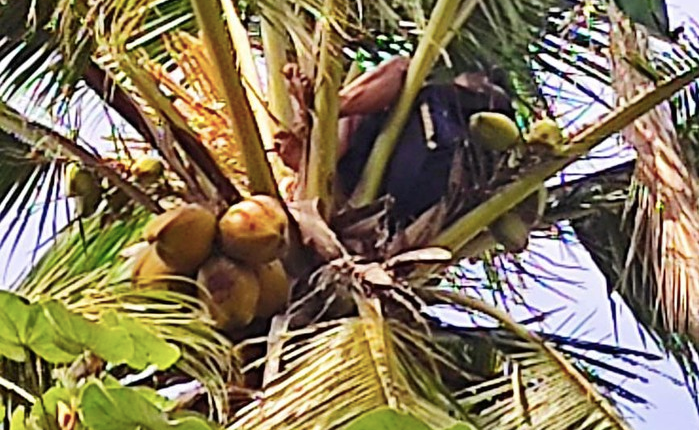 Geger Pria Paruh Baya Ditemukan Tewas Di Atas Pohon Kelapa Borobudurnews