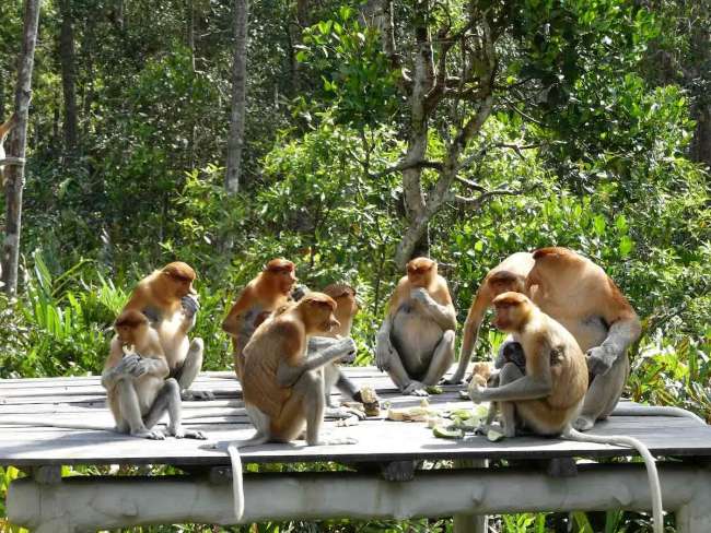 Proboscis Monkey Facts Photos And Video