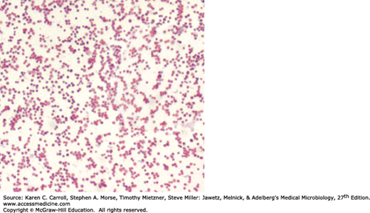 Haemophilus Bordetella Brucella And Francisella Basicmedical Key