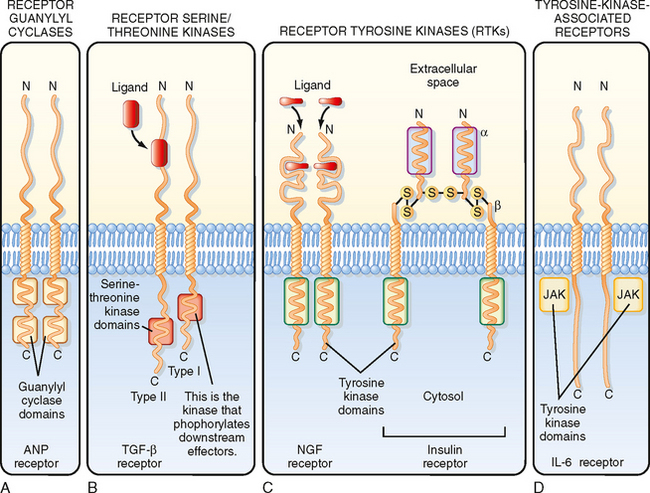 Signal Transduction Membrane Receptors Second Messengers And