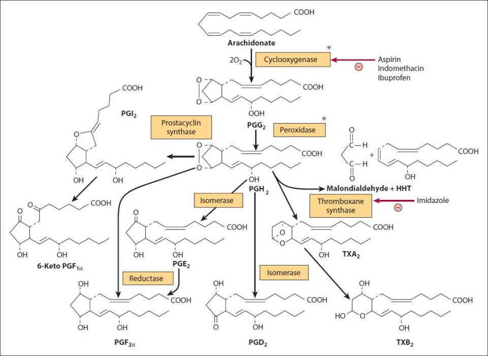 22 Lipids The Eicosanoids Prostaglandins Leukotrienes And