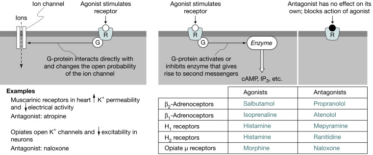 Molecular Aspects Of Drug Action Basicmedical Key