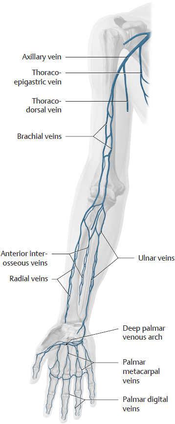 Neurovascular Systems Forms And Relations Basicmedical Key