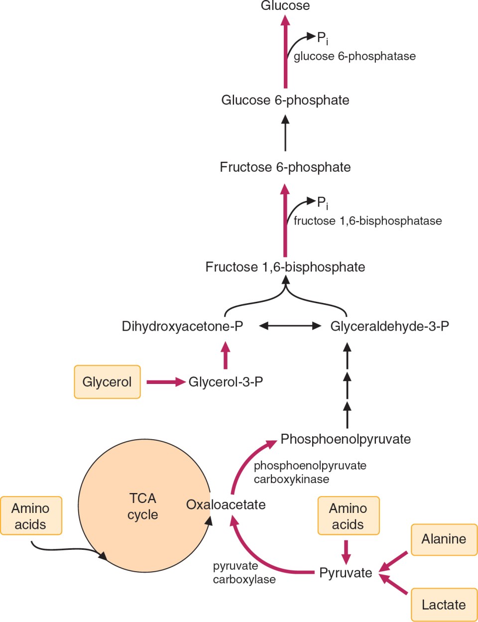 Gluconeogenesis And Maintenance Of Blood Glucose Levels Basicmedical Key