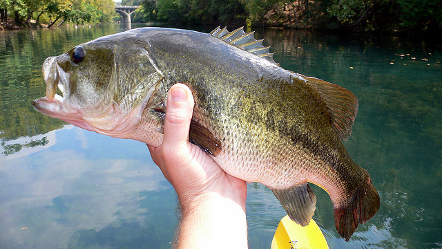 Spring Bass Fishing Techniques Find Out How To Catch More Bass This