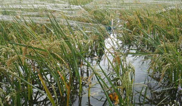 Ribuan Hektare Lahan Padi Di Kudus Terendam Banjir Kerugian Ditaksir