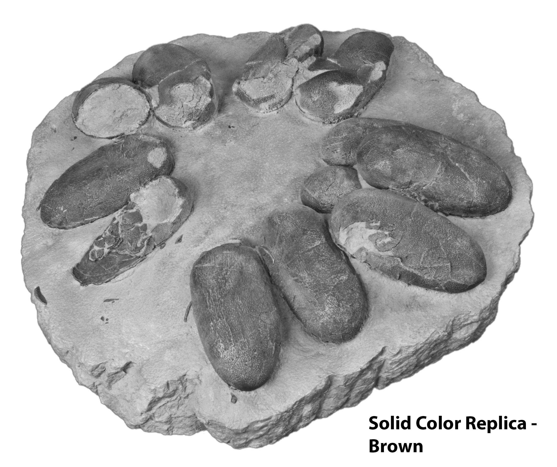 Theropod Dinosaur Egg Clutch Black Hills Institute