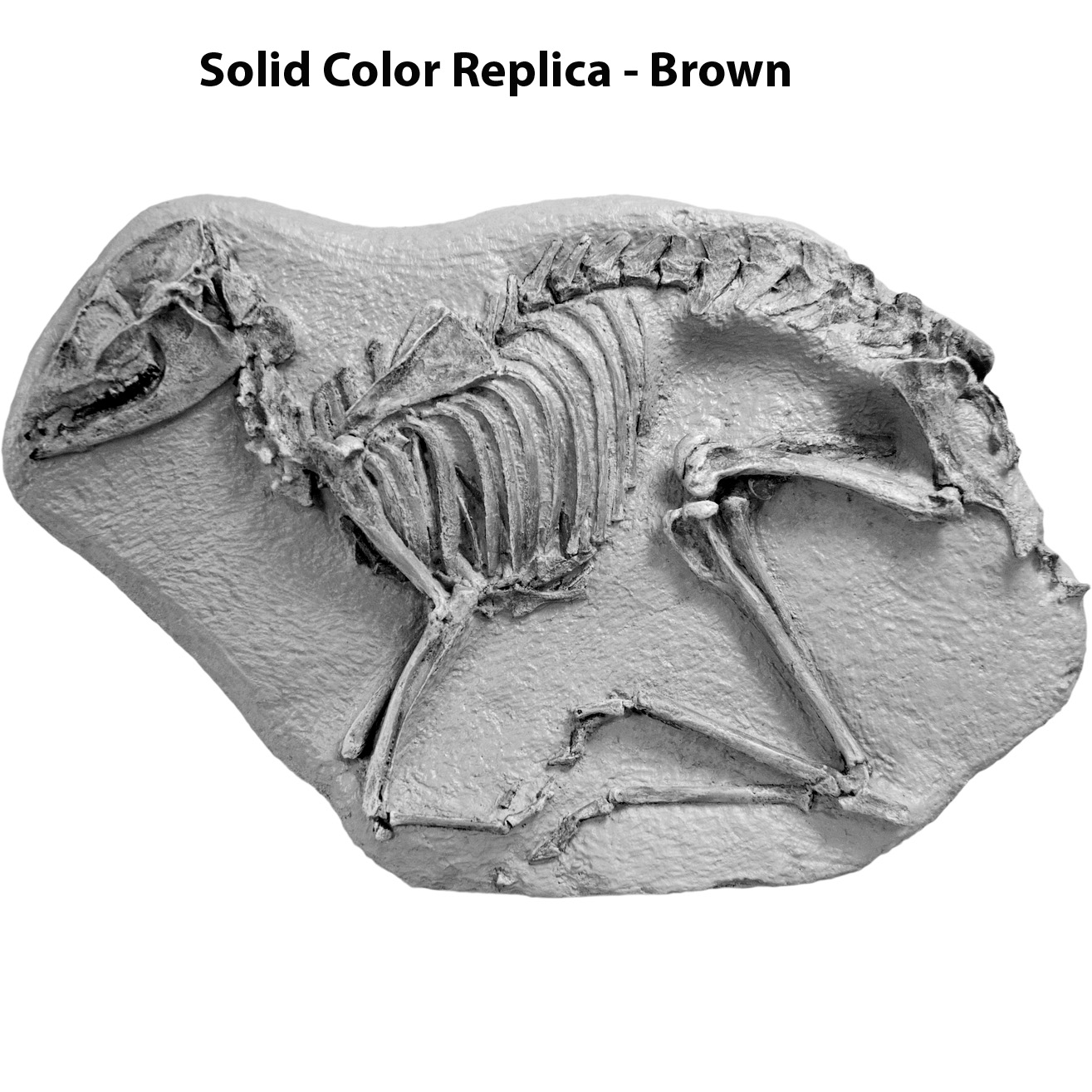 Leptomeryx Evansi Skeleton In Situ Black Hills Institute