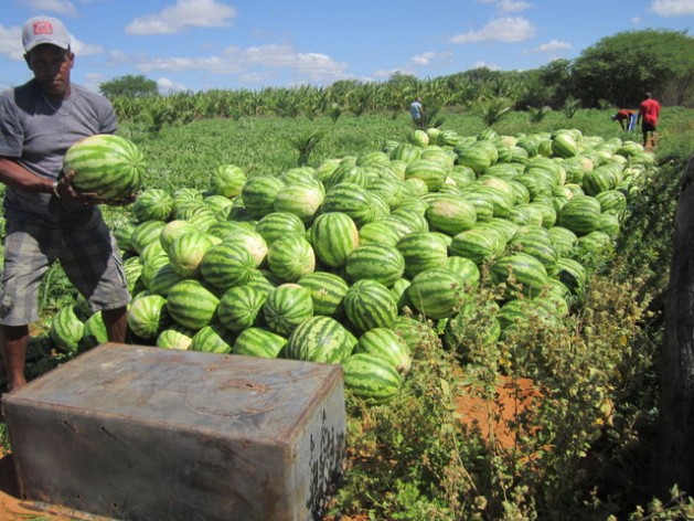 Watermelon Farm