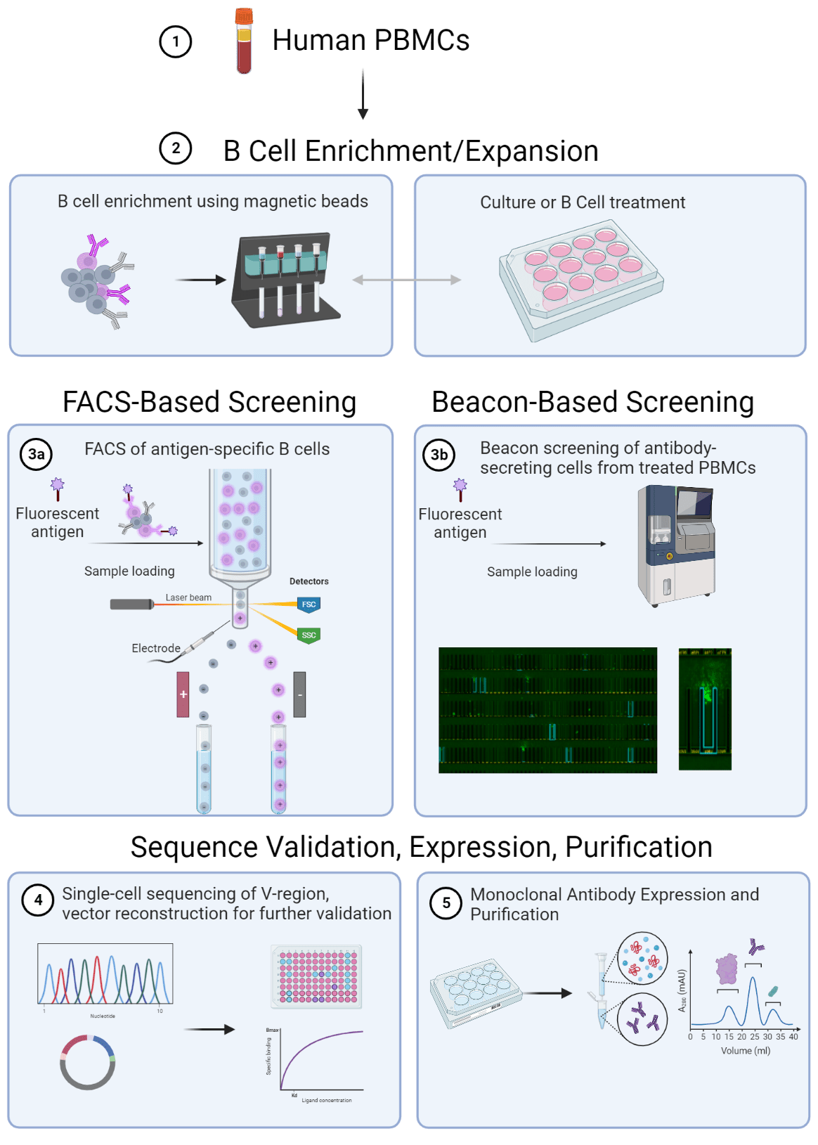 Antibody Cloning From Human Pbmcs Biocytogen