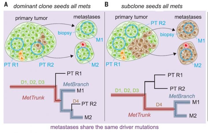 Identical Driver Gene Mutations Found In Metastatic Cancers