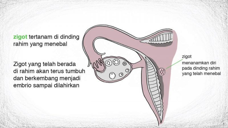 Pengertian Ovulasi Waktu Dan Tanda Tanda Terjadinya Lengkap