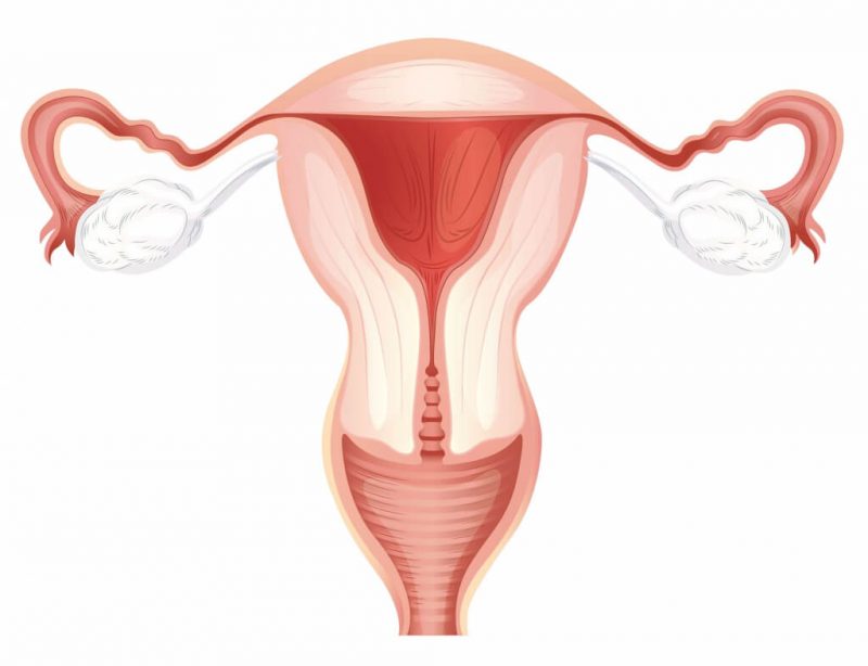 Organ Reproduksi Perempuan Beserta Fungsinya Ilmu