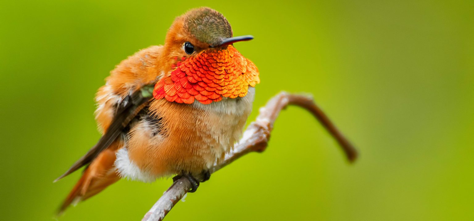 The 5 Types Of Hummingbirds In Utah Id Guide Bird Watching Hq