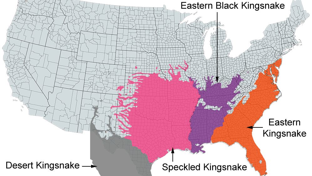 3 Types Of Kingsnakes In Arizona Id Guide Bird Watching Hq