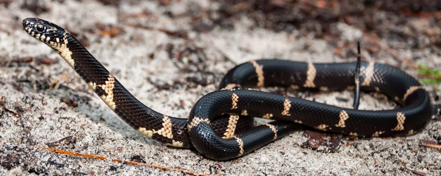 3 Types Of Kingsnakes In Arizona Id Guide Bird Watching Hq