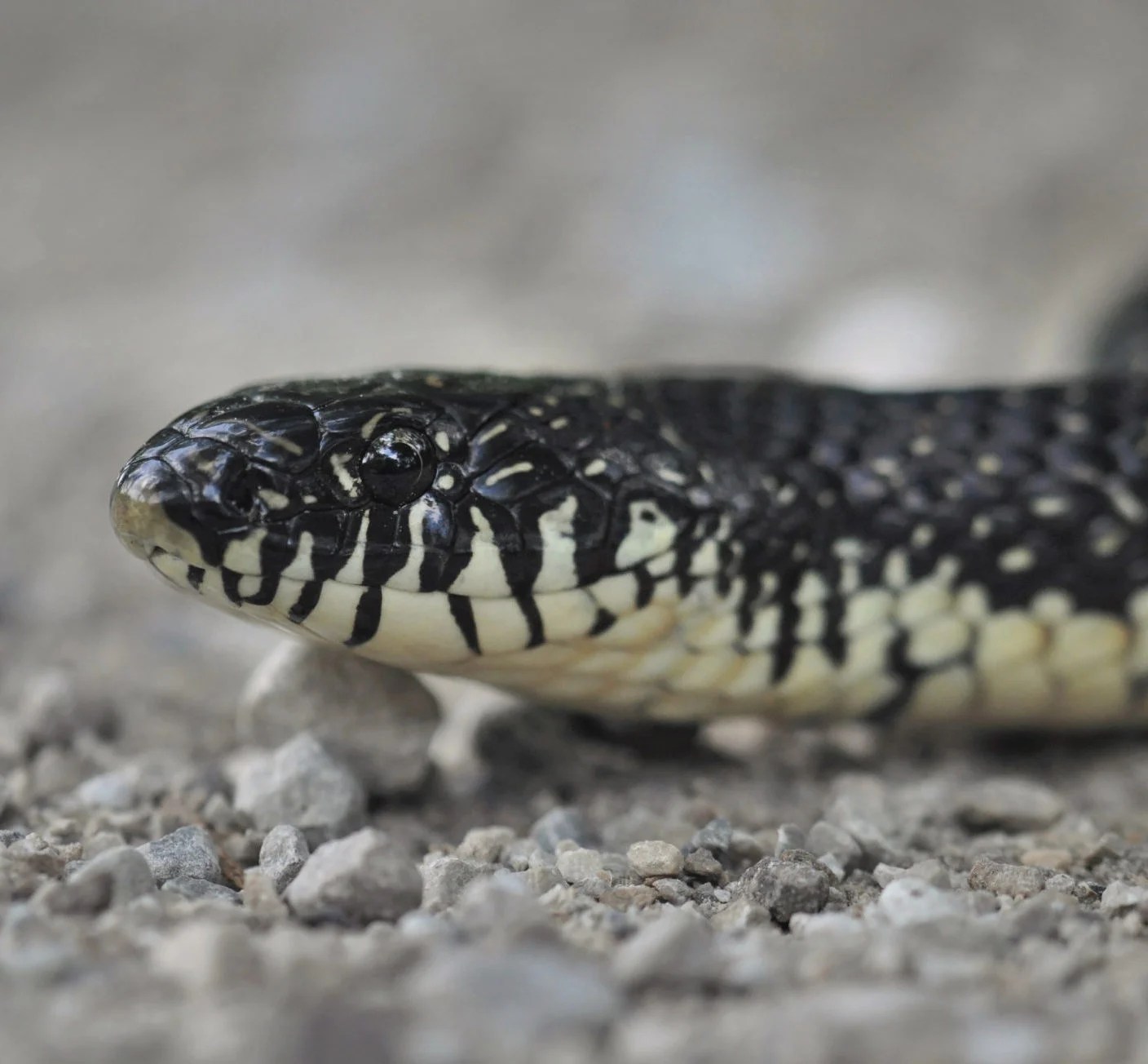 16 Types Of Kingsnakes And Milksnakes In The United States Bird