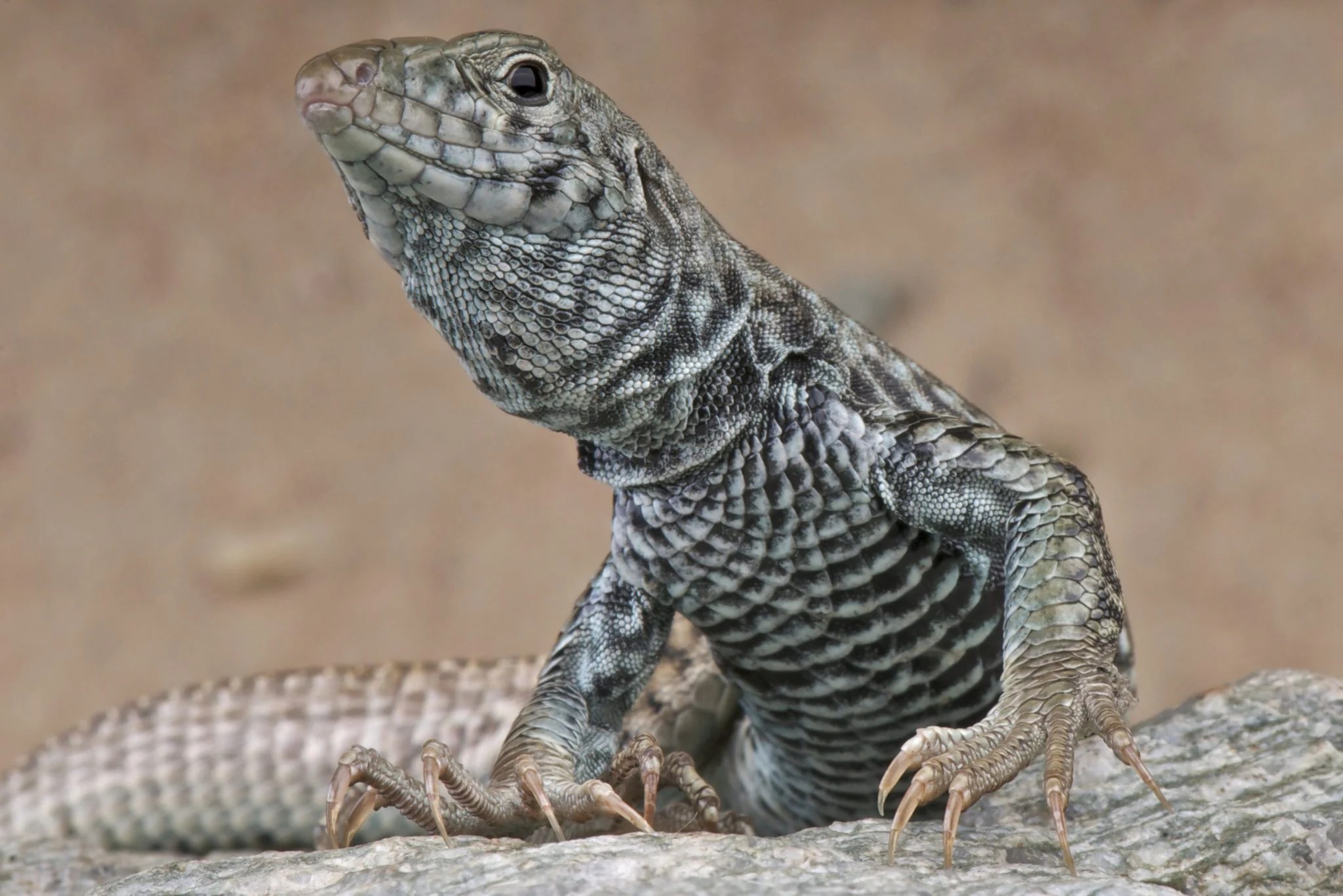 The 13 Lizards Found In North Carolina Id Guide Bird Watching Hq