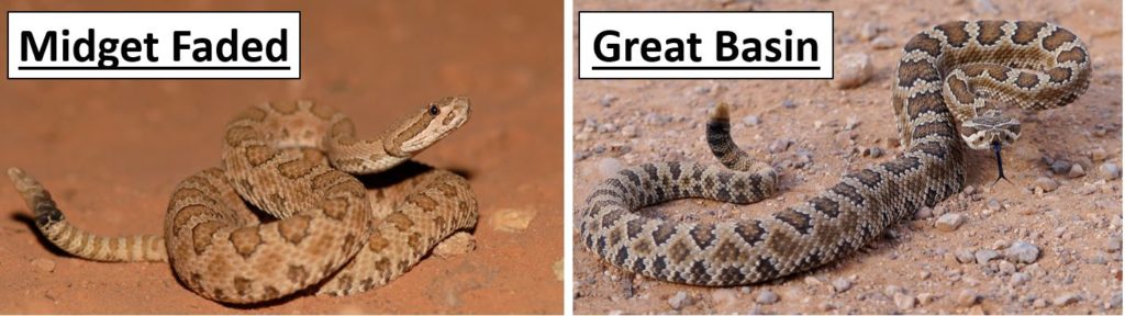 4 Types Of Venomous Snakes Found In Utah Id Guide Bird Watching Hq